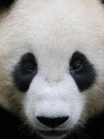'Head Portrait of a Giant Panda Bifengxia Giant Panda Breeding and ...