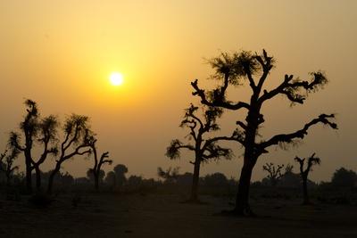 'Heavily Pruned Khejri Trees Silhouetted against Rising Sun in Desert ...