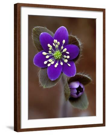 'Hepatica and Bud, Lapeer, Michigan, USA' Photographic Print - Claudia ...