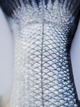 'A Fishtail' Photographic Print - Herbert Lehmann | AllPosters.com
