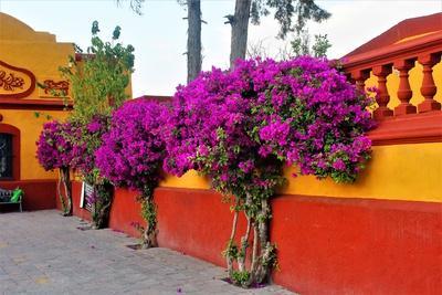 'Bugambilias' Photographic Print - hernandezpliego | AllPosters.com