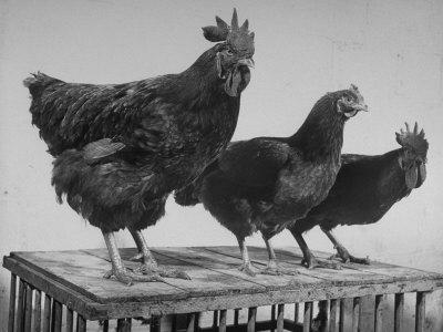 'Heshe Chickens' Photographic Print - Francis Miller | AllPosters.com