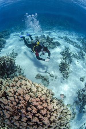 'High Angle View of a Scuba Diver Diving in Shallow Water Close to ...