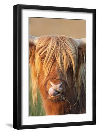 'Highland Cattle Licking Lips' Photographic Print | AllPosters.com