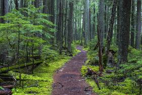 'Hiking Path Winds Through Mossy Rainforest in Glacier National Park ...