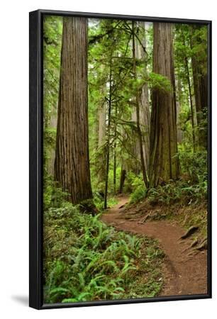 'Hiking Trail I' Photographic Print - Brian Moore | AllPosters.com