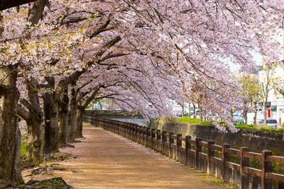 'Himeji, Japan spring time park walkway with cherry blossoms' Photo ...