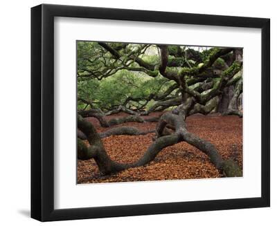 'Historic Angel Oak Tree, Charleston, South Carolina, Usa' Photographic ...