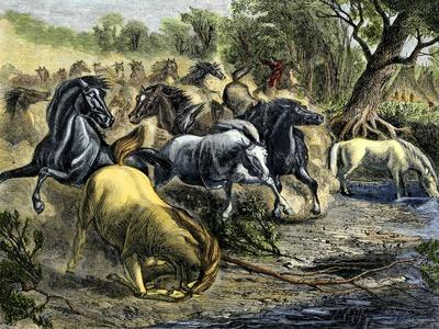 History of Indigenous Peoples: Native Americans Driving a Herd of Wild ...