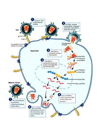 'HIV Virus Replication Cycle' Prints - Science Source | AllPosters.com