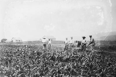 'Hoeing corn, Great Meadows' Photo | AllPosters.com