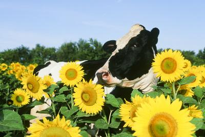 'Holstein Cow' Photographic Print | AllPosters.com