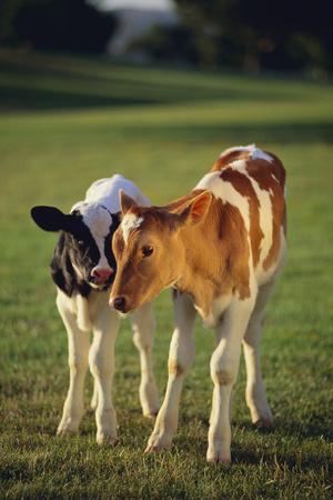 'Holstein-Jersey Mix Calf and Holstein Calf' Photographic Print ...