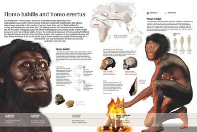 'Homo habilis and homo erectus.' Photographic Print | AllPosters.com