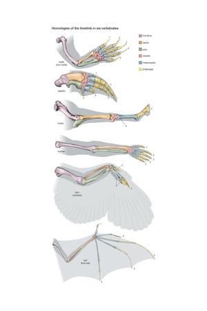'Homologies of the Forelimb Among Vertebrates, Giving Evidence for ...