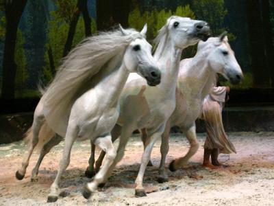 'Horse Trainer Signals Three Lusitano Stallions to Tightly Circle Him ...