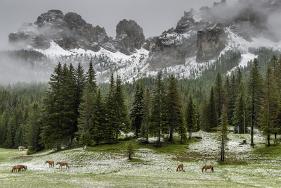 'Horses Grazing in the Meadow Blanketed in Summer Snow, Dolomites, Alto ...