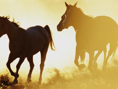 'Horses Running at Sunset' Photographic Print - Darrell Gulin ...
