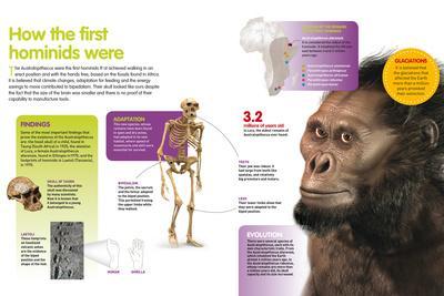 'How the first hominids were.' Photographic Print | AllPosters.com