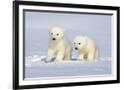 'Polar Bear Twins' Photographic Print - Howard Ruby | AllPosters.com