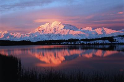 'Female Grizzly Bear in Alpine Tundra, Denali National Park, Alaska ...