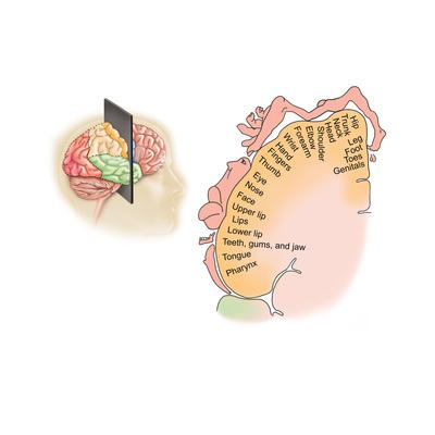 'Human Brain Showing the Layout of the Sensory Cortex' Print ...
