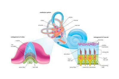 'Human Ear Vestibular System, Sensory Reception, Biology' Photo ...