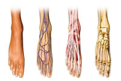 'Human Foot Anatomy Showing Skin, Veins, Arteries, Muscles and Bones ...
