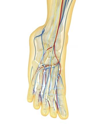 'Human Foot with Nervous System, Lymphatic System and Circulatory ...