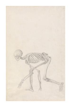 'Human Skeleton, Lateral View (In Crouching Position)' Premium Giclee ...