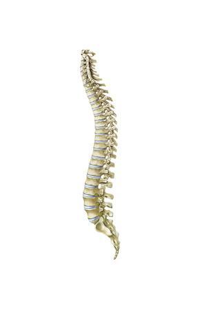 'Human Spine, Side View' Posters | AllPosters.com