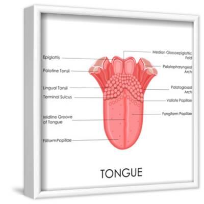 Under The Tongue Anatomy