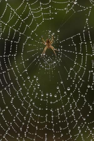 'Humpback Orb-Weaver Spider (Eustala Sp. ) on Dew Covered Web, Laredo ...