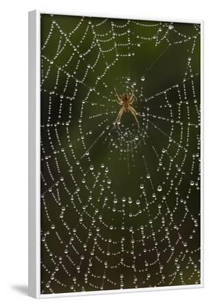 'Humpback Orb-Weaver Spider (Eustala Sp. ) on Dew Covered Web, Laredo ...