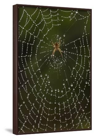 'Humpback Orb-Weaver Spider (Eustala Sp. ) on Dew Covered Web, Laredo ...