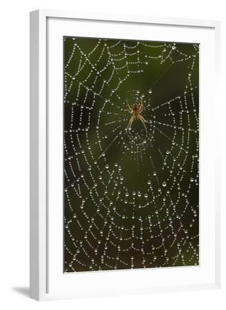 'Humpback Orb-Weaver Spider (Eustala Sp. ) on Dew Covered Web, Laredo ...