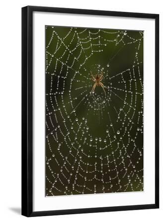 'Humpback Orb-Weaver Spider (Eustala Sp. ) on Dew Covered Web, Laredo ...