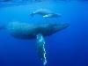 'Humpback Whale Cow and Calf Underwater' Photographic Print - Paul ...