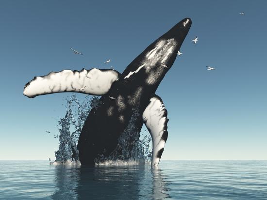 Humpback Whale Jumps Out Of The Water Photographic Print Mr1805