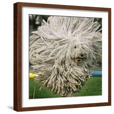 'Hungarian Puli Sheep Dog, Fee, Jumps over a Hurdle During a Preview ...