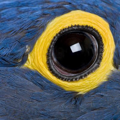 'Hyacinth Macaw, 1 Year Old, Close Up On Eye' Photographic Print - Life ...