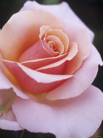 'Hybrid Tea Rose, Sweet Lady' Photographic Print | AllPosters.com