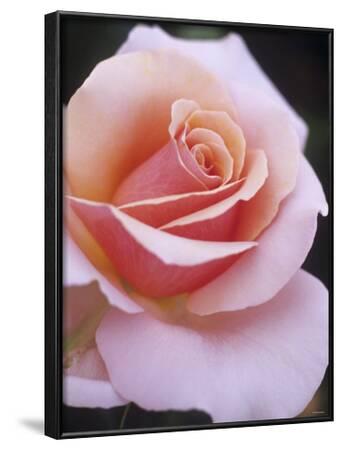 'Hybrid Tea Rose, Sweet Lady' Photographic Print | AllPosters.com