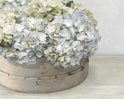 'Hydrangea Cluster' Giclee Print - Mark Chandon | AllPosters.com