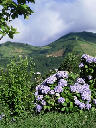 'Hydrangeas in Bloom, Island of Sao Miguel, Azores, Portugal ...