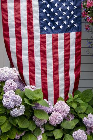 'Hydrangeas with American Flag, Block Island, Rhode Island, USA ...