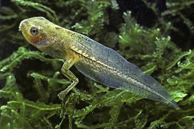 Tadpole With Legs