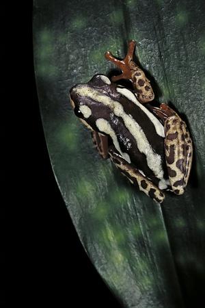 'Hyperolius Marmoratus Parallelus (Marbled Reed Frog, Painted Reed Frog ...