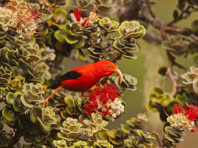 'I'Iwi Bird, Haleakala National Park, Maui, Hawaii, USA' Photographic ...