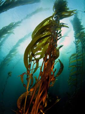 Ian Shive Posters, Prints, Paintings & Wall Art | AllPosters.com